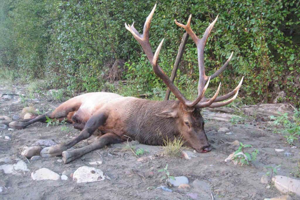 Maral / Wapiti - Profijagdreisen Dr. Lechner